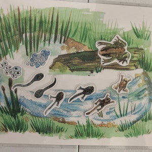 Frog Nature Pack Printable Nature Study Includes 1 Poster | Etsy