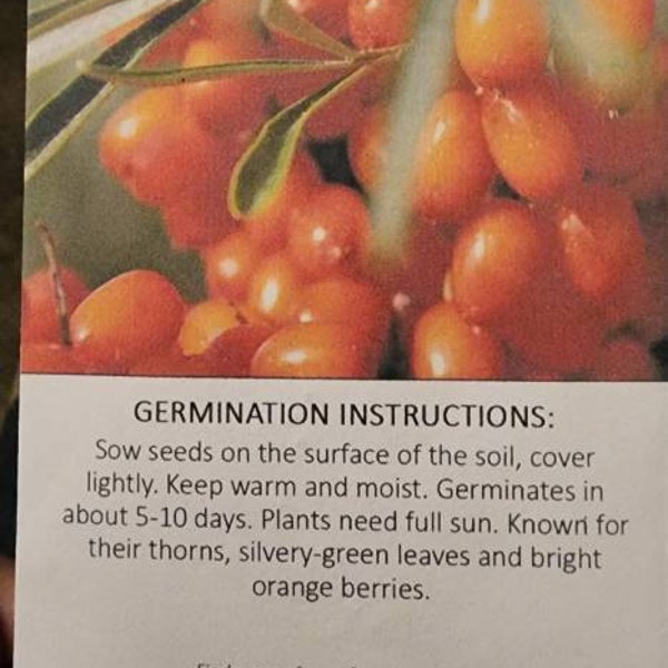 Wild Seabuckthorn Seeds (hippophae Rhamnoides) Packet of 40 Seeds ...