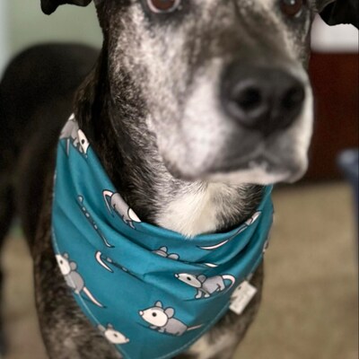Orange and White Checkered Dog Collar, Martingale or Flat Collar, Dog ...