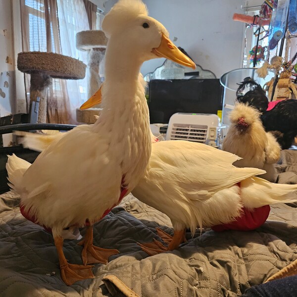 Bird Tuxedo | Bird Diaper | Bird Flightsuit | Bird Costume | Tux With ...