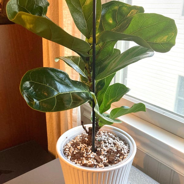 FICUS LYRATA Dwarf Fiddle Leaf Fig With 6" Pot| Little Sunshine Bambino ...