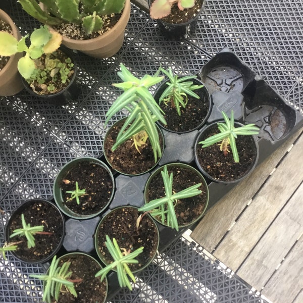 Gopher Purge (euphorbia Lathyris) – Natural Gopher Deterrent – Bare ...