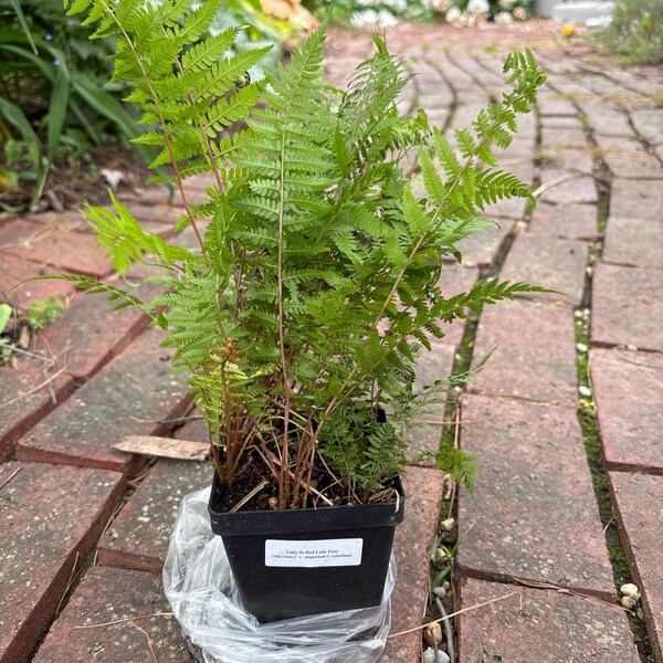 Sunny Goldenrod (solidago Spp.) US Native Plant & Keystone Species for ...