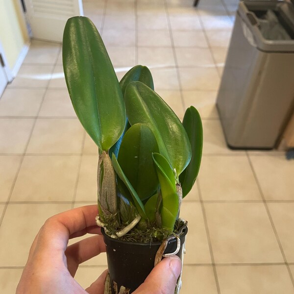 Rlc Yen Surprise 'seiko' Blooming Size Cattleya Orchid Hybrid. Fragrant ...