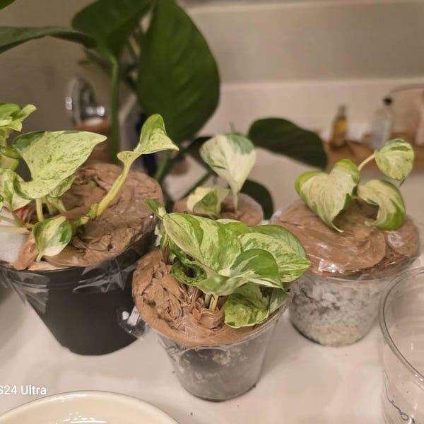 Potho Manjula High Viraigation Rare, Cuttings & Established Plants - Etsy
