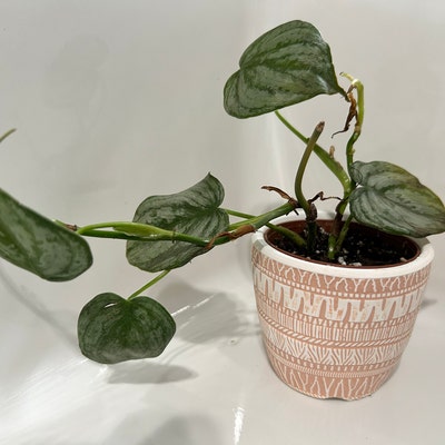 Brandi Silver Leaf Philodendron Brandtianum RARE LIVE Plant Indoor ...