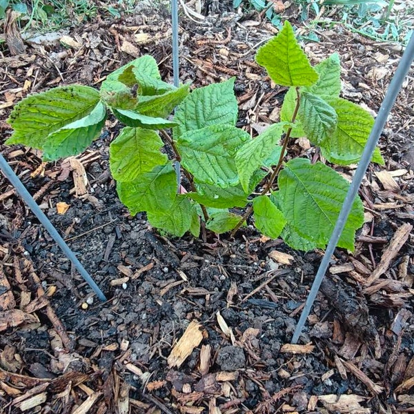 5 Surecrop June Bearing Live Strawberry Roots. Zones 5-8. - Etsy