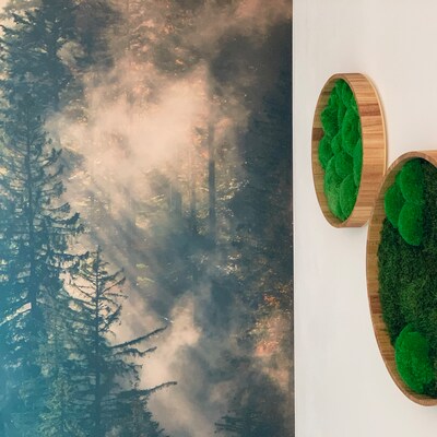 Moss Picture Moss Picture Gradient Moss Picture With Forest and Ball ...