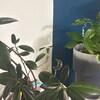 Sun and Moon Beaded Garden/ Potted Plant Stake/ Plant Trellis for ...
