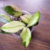 Epipremnum Cebu Blue Ghost Variegated Fresh Cut - Etsy Canada