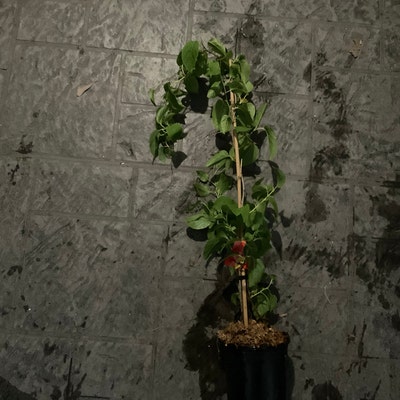 Mulberry contorted Mulberry - Etsy