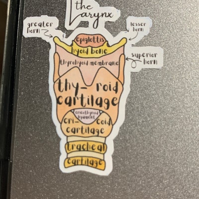 SLP Rainbow Scope of Practice Poster Speech-language Pathology Speechie ...