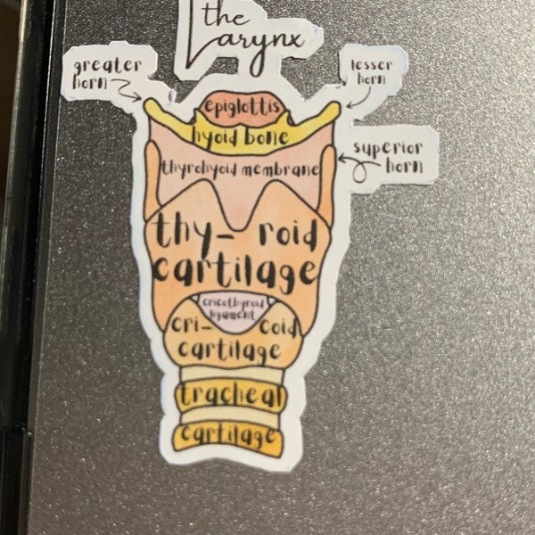 All About Articulation: Anatomy and Place, Manner, Voicing Poster With ...