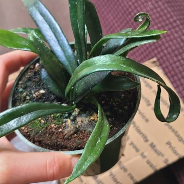 4” BLUE OIL Fern Pot With Multiple Plants and Growth - Rare Microsorum ...