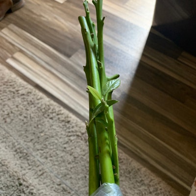 Avocado Tree Cuttings 5 Scions Fresh Cut and Organic 15 Long Message Me ...