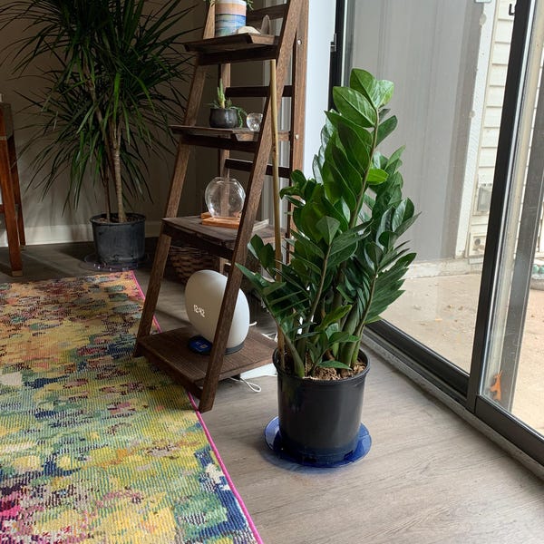 Mican Philodendron Velvet Leaf Philo Indoor & Outdoor Live Tropical ...