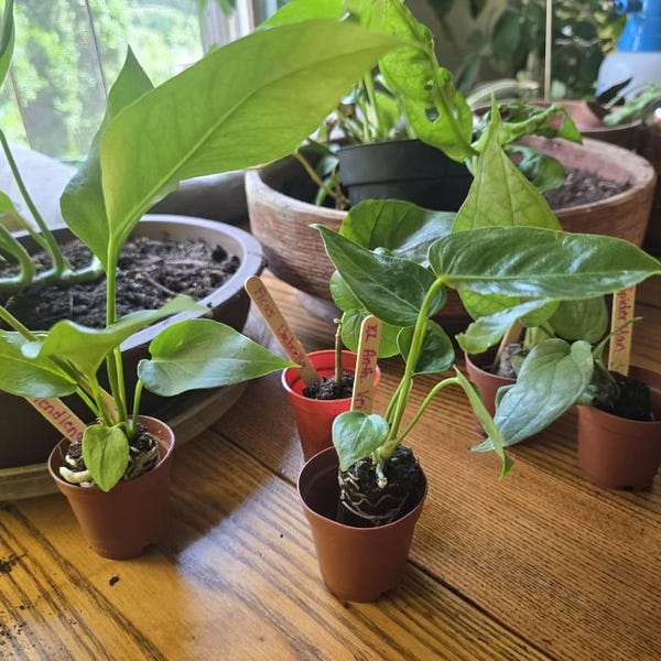 Philodendron Birkin Galaxy Starter Plant (ALL STARTER PLANTS Require ...