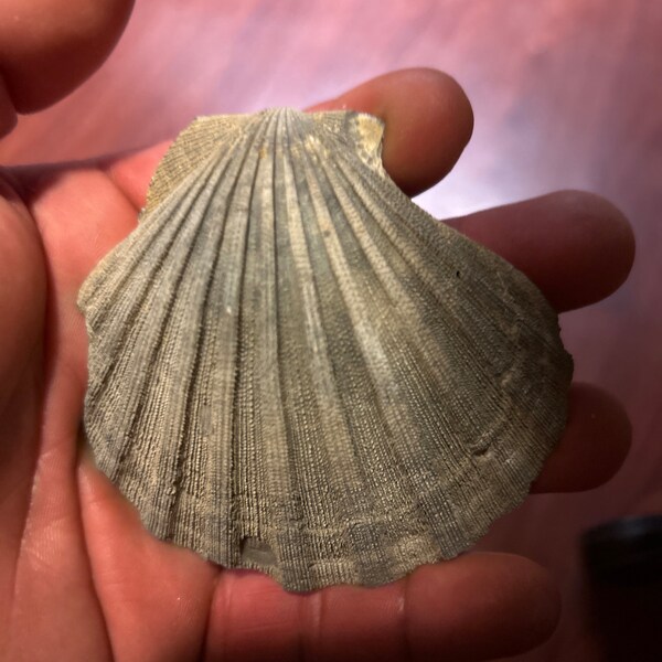 Great Alligator Fossil Toe Bone Pleistocene 10,000 1.8 Million Years - Etsy