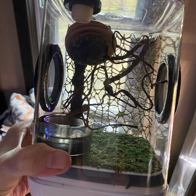 Decorated venom Jumping Spider Enclosure 5x5x8 - Etsy
