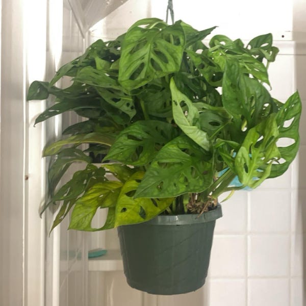 LIVE 6 Pot Ivy Plant, Hedera Helix, Plant Gift for Home, Dad Christmas ...
