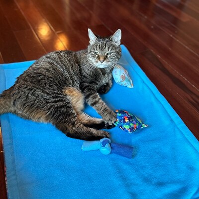 CATS MEOW Catnip Pillows Set of 2 Catnip Toys With Organic - Etsy