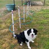 Dog Agility Weave Pole Training Guide Wires * FREE SHIPPING - Etsy