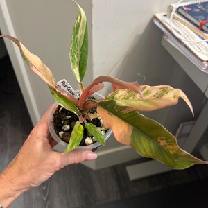 Reverted Plants - Etsy