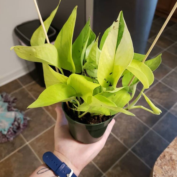 Neon Pothos, Epipremnum Aureum, Pothos, Trailing Plant, Hanging Plant ...