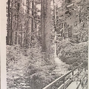 California Poppy Flower Note Card, Botanical Wildflower Stationery ...