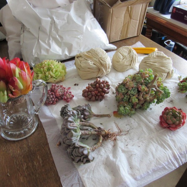 Echeveria 'red Coral' , Rare Live Succulent - Etsy