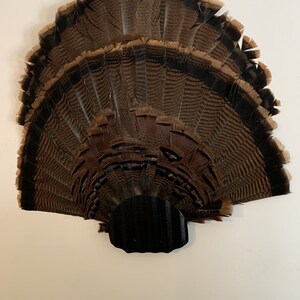 Turkey Fan Mounting Kit 1 to 2 Fan Display black - Etsy