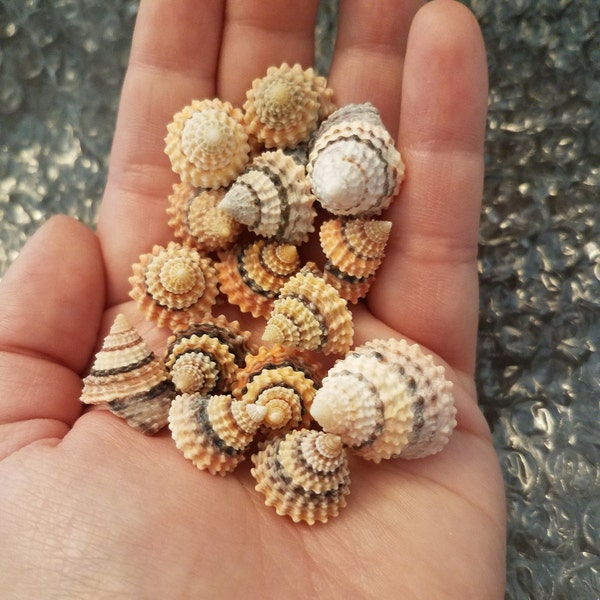 Candy Snail Seashells (15) - Seashell Supply - Craft Seashells - Etsy