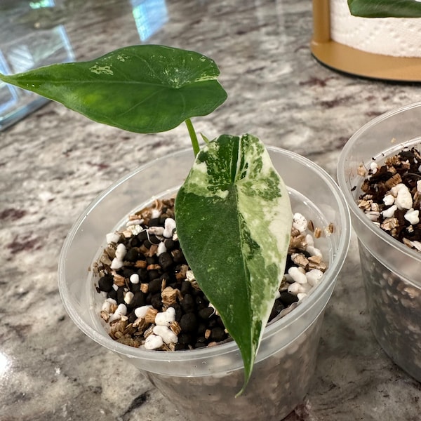 Philodendron Fire Princess Rooted in Soil, Actively Growing - Etsy