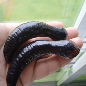 Larp Safe Rubber Leeches, Larp Medic, 5 Pack, Leach Healer, Plague ...