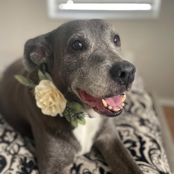 Floral Decor for Dog Wedding Collar Floral Collar for Pet Dog Wedding ...