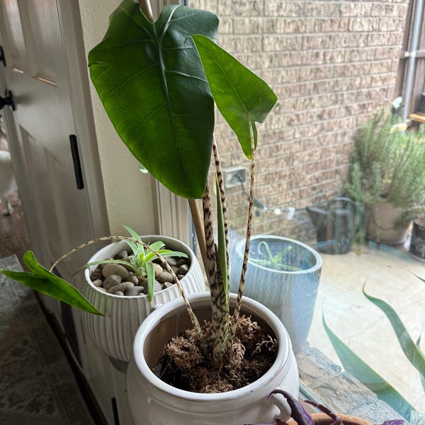 Mican Philodendron Velvet Leaf Philo Indoor & Outdoor Live Tropical ...