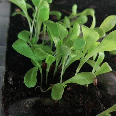 3000 Evening Scented night Stock Matthiola Flower Seeds Bulk Perfume ...