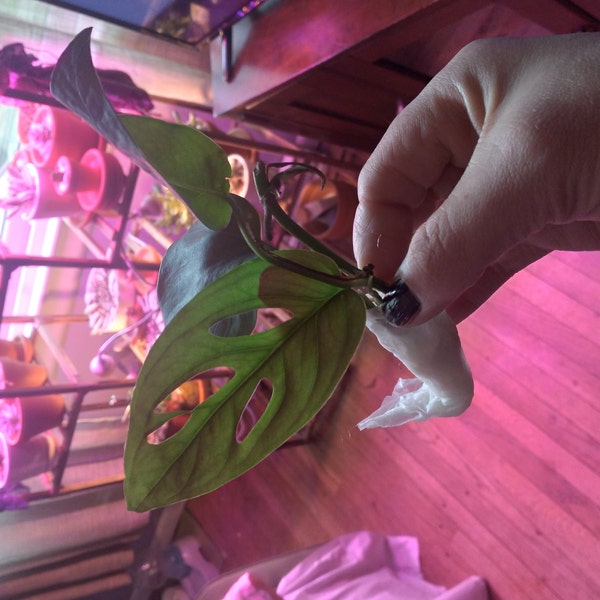 Mystery Plant Cutting Box, Mystery Cuttings, Mystery House Plants ...