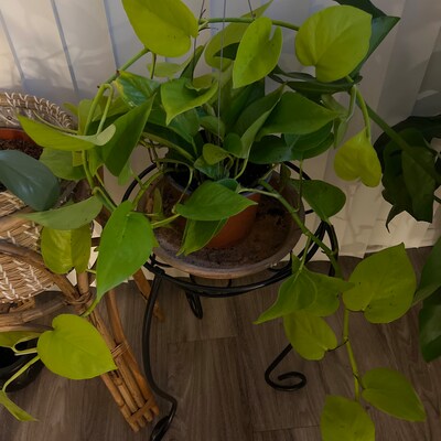 Neon Pothos Live Plant 6 Hanging Basket - Etsy