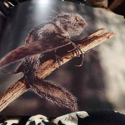 NOVOSAURS Book - Etsy UK