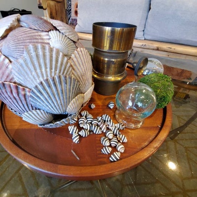 Bumble Bee Shells Bee Hive Shells Engina Mendicaria 1/4 1/2 Black and ...