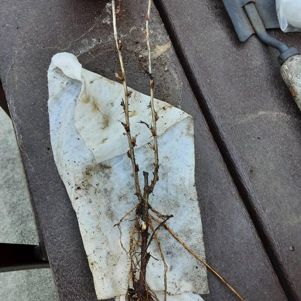 10 Lady Ferns Bare Root Athyrium Filix-femina Woodland Perennial Plant ...