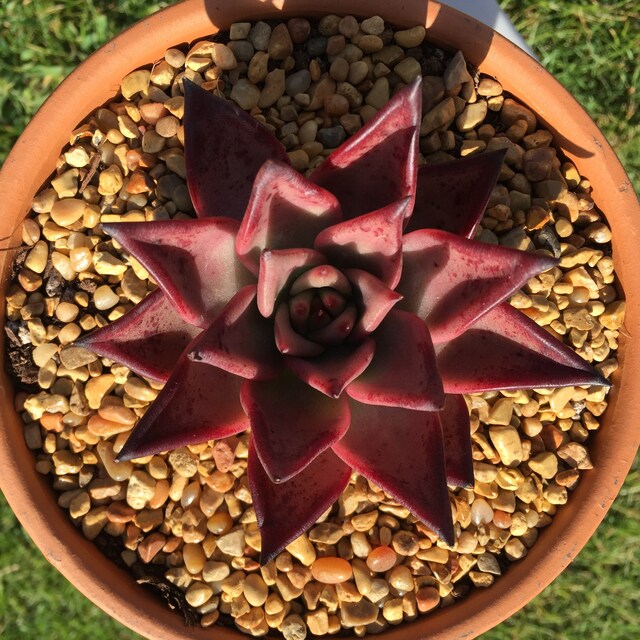 One of a kind rare live Succulents by EpicSucculent on Etsy