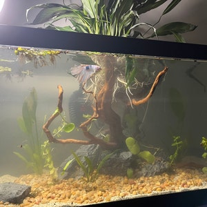 Windy Pods for Shrimp Fish Aquariums Craft Supplies - Etsy