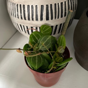 Ludochilus Sea Turtles Jewel Orchid - Etsy