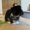 Colonial Tricorn Pirate Hat for Pet Bunny Rabbit and Other Small Pets ...