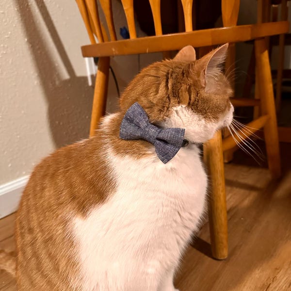 Cat Collar - "the Ringleader" - Cat Collar - Bright Pink Velvet - Etsy