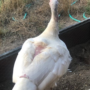 Mermaid Chicken Tutu - Etsy