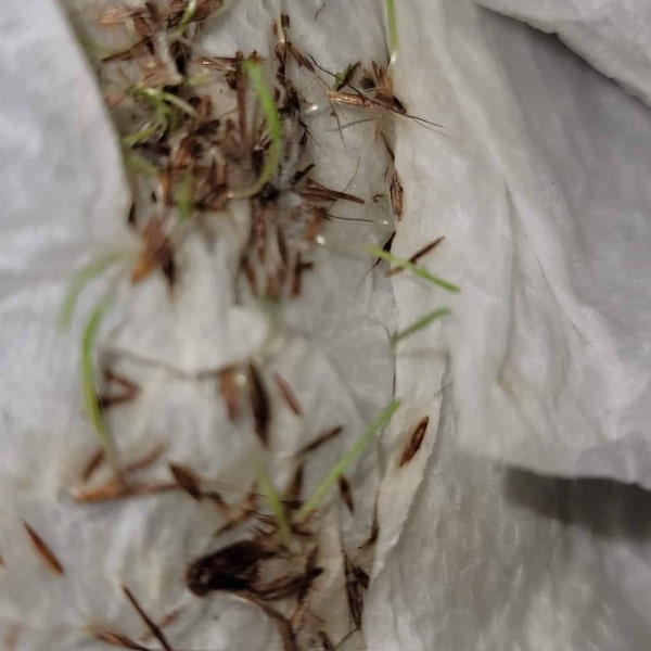 100 LEMONGRASS East Indian Lemon Grass Fragrant Ornamental Edible ... 100 LEMONGRASS East Indian Lemon Grass Fragrant Ornamental Edible ...