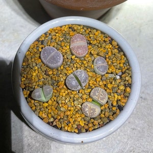 Live Limited Rare Lithops Olivacea C109 / Lithops Olivacea / Exotic ...